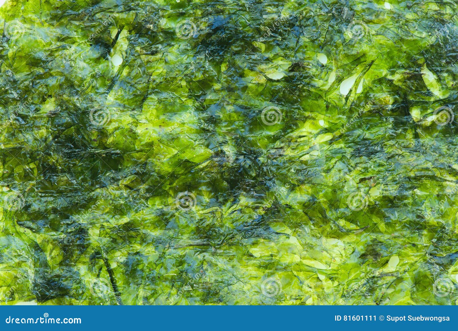Green alga background stock image. Image of diet, nori - 81601111