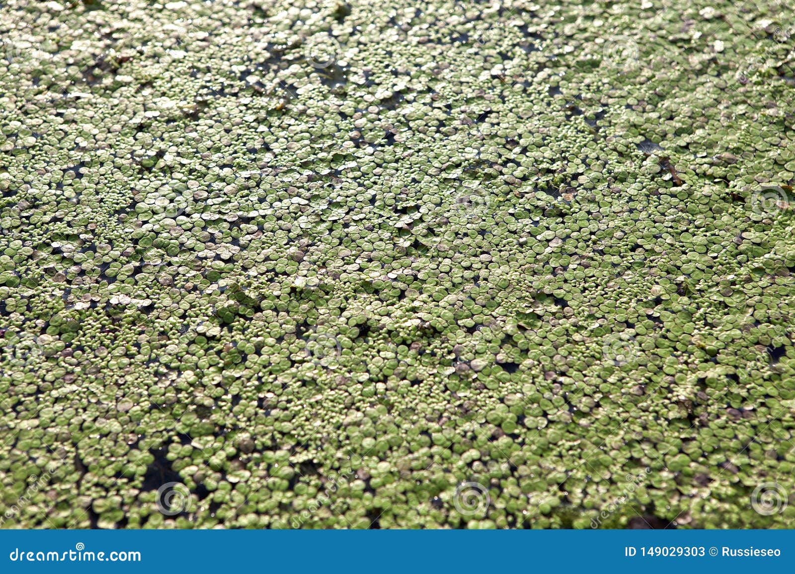 Green algae background stock image. Image of spring - 149029303