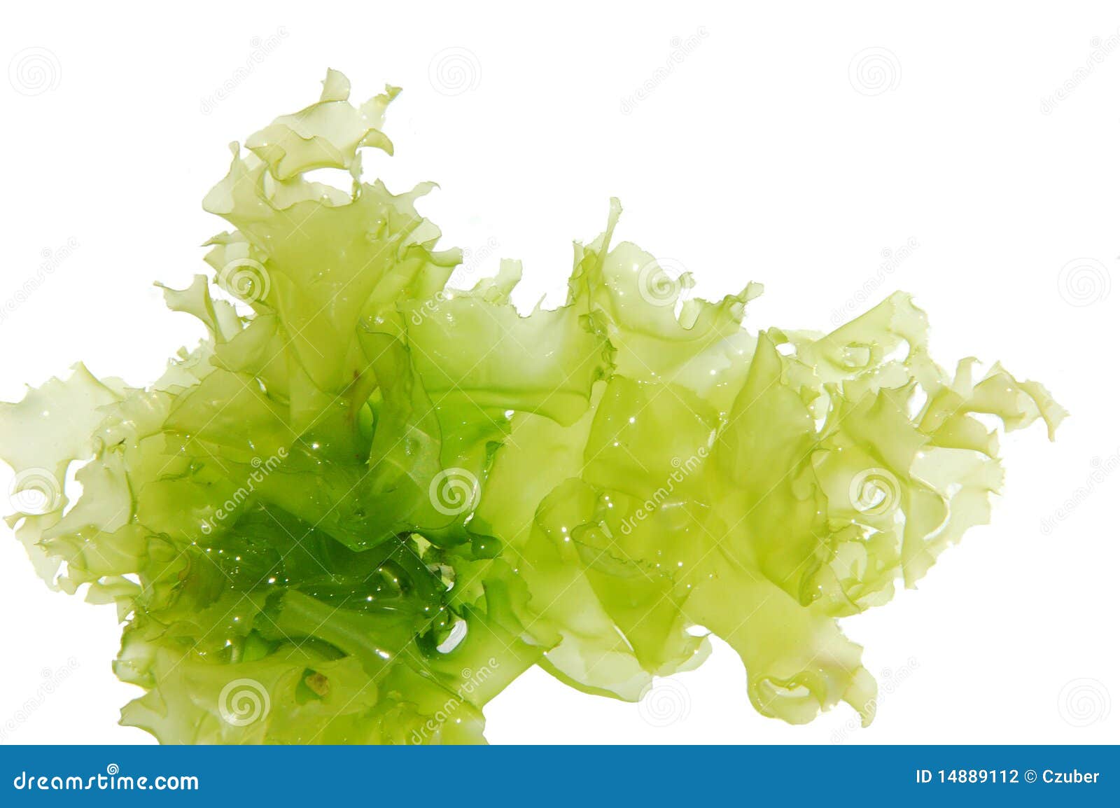 88,230 Algae Photo Stock Photos - Free & Royalty-Free Stock Photos from ...