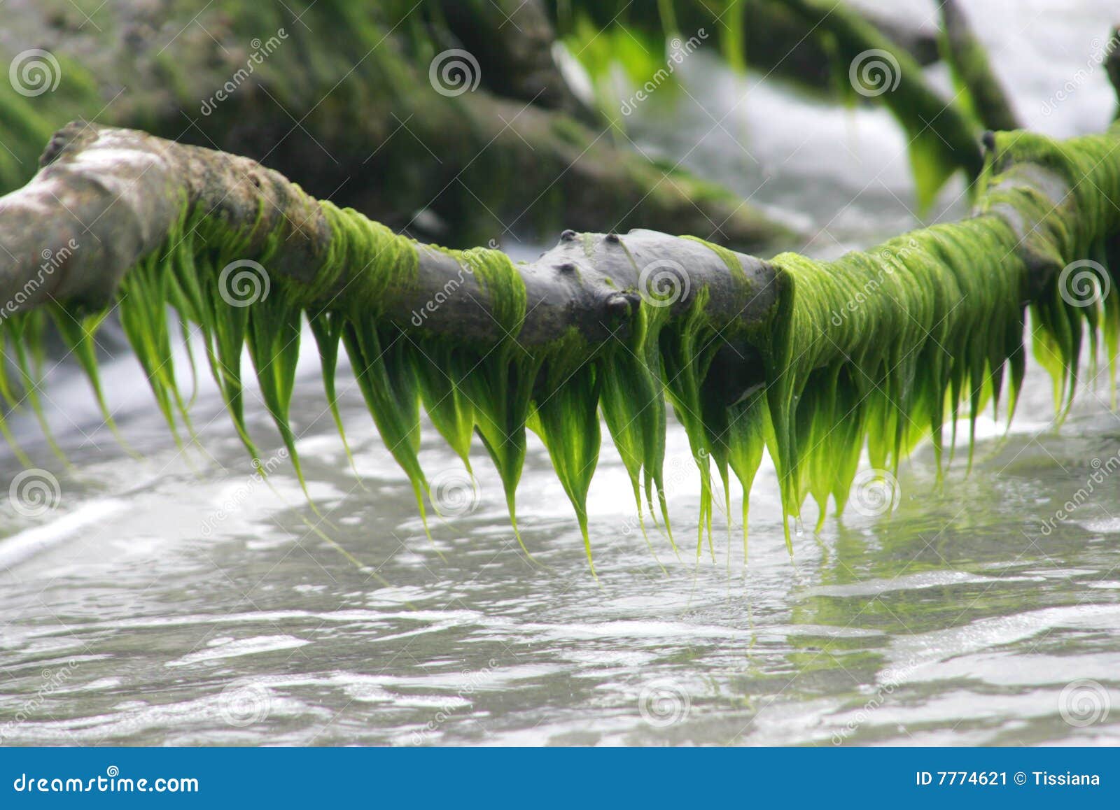 Green Algae stock image. Image of water, marine, environment - 7774621