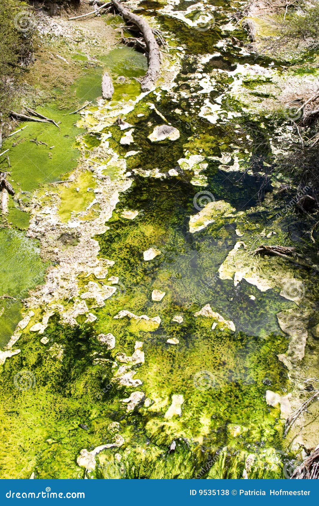 Green algae stock photo. Image of stream, macro, volcanic - 9535138