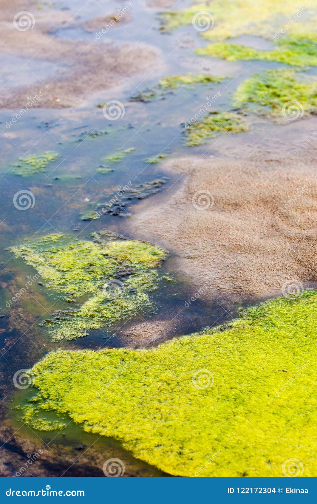 Slime water stock photo. Image of closeup, environment - 122172304