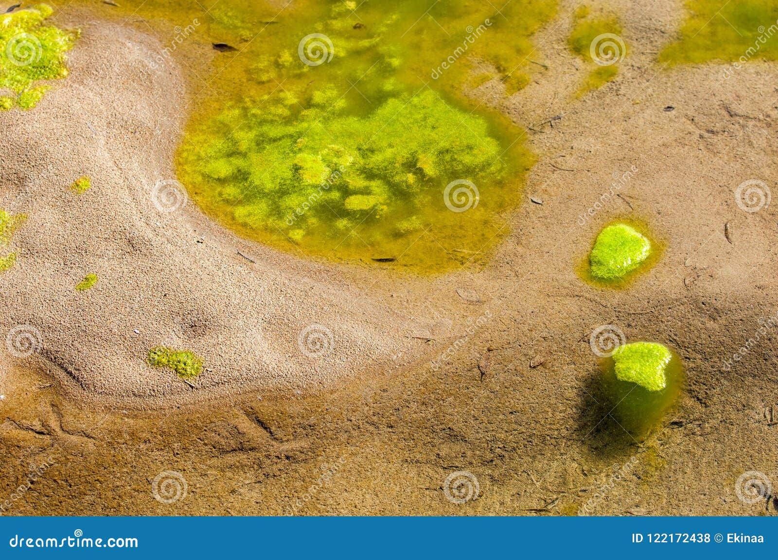 Slime water stock photo. Image of organism, environment - 122172438