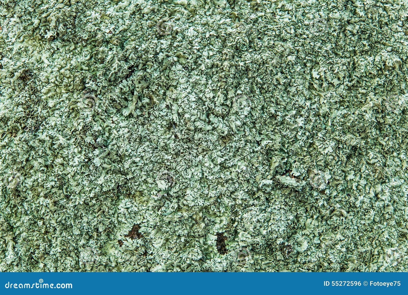Green Algae Alga Background Texture Pattern Stock Photo - Image of ...