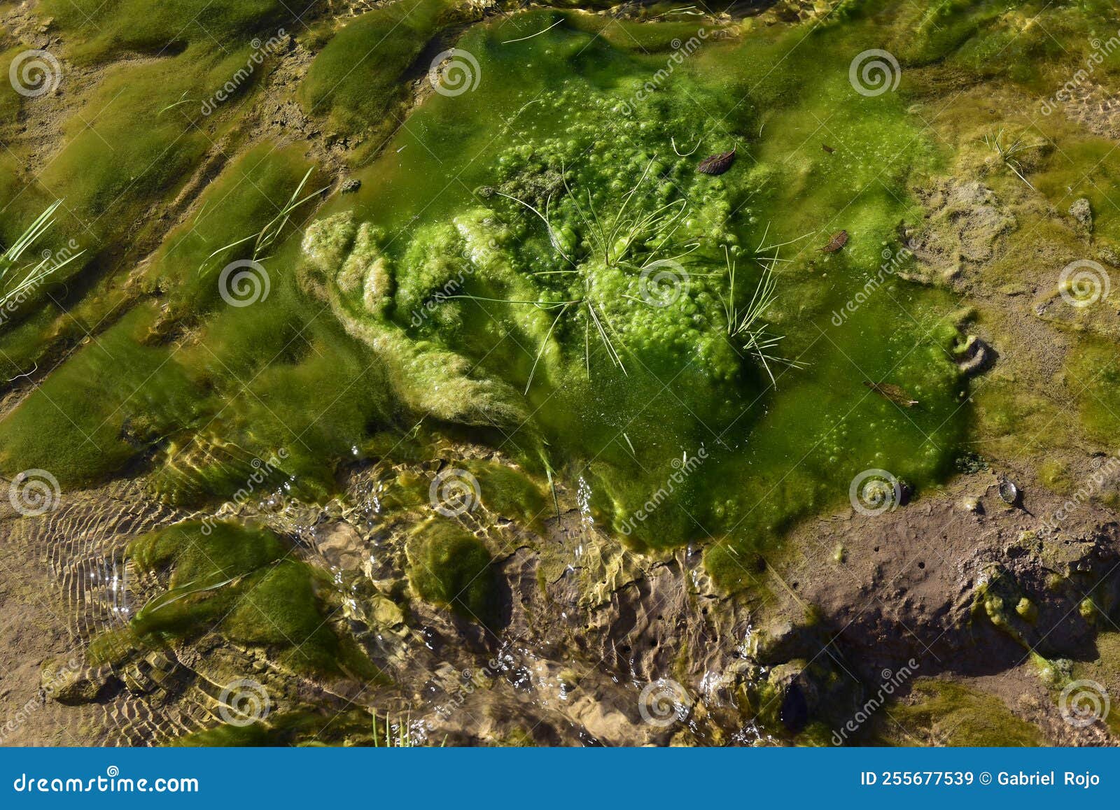 Green Algae in Aquatic Environment , Stock Image - Image of moos, chaco ...