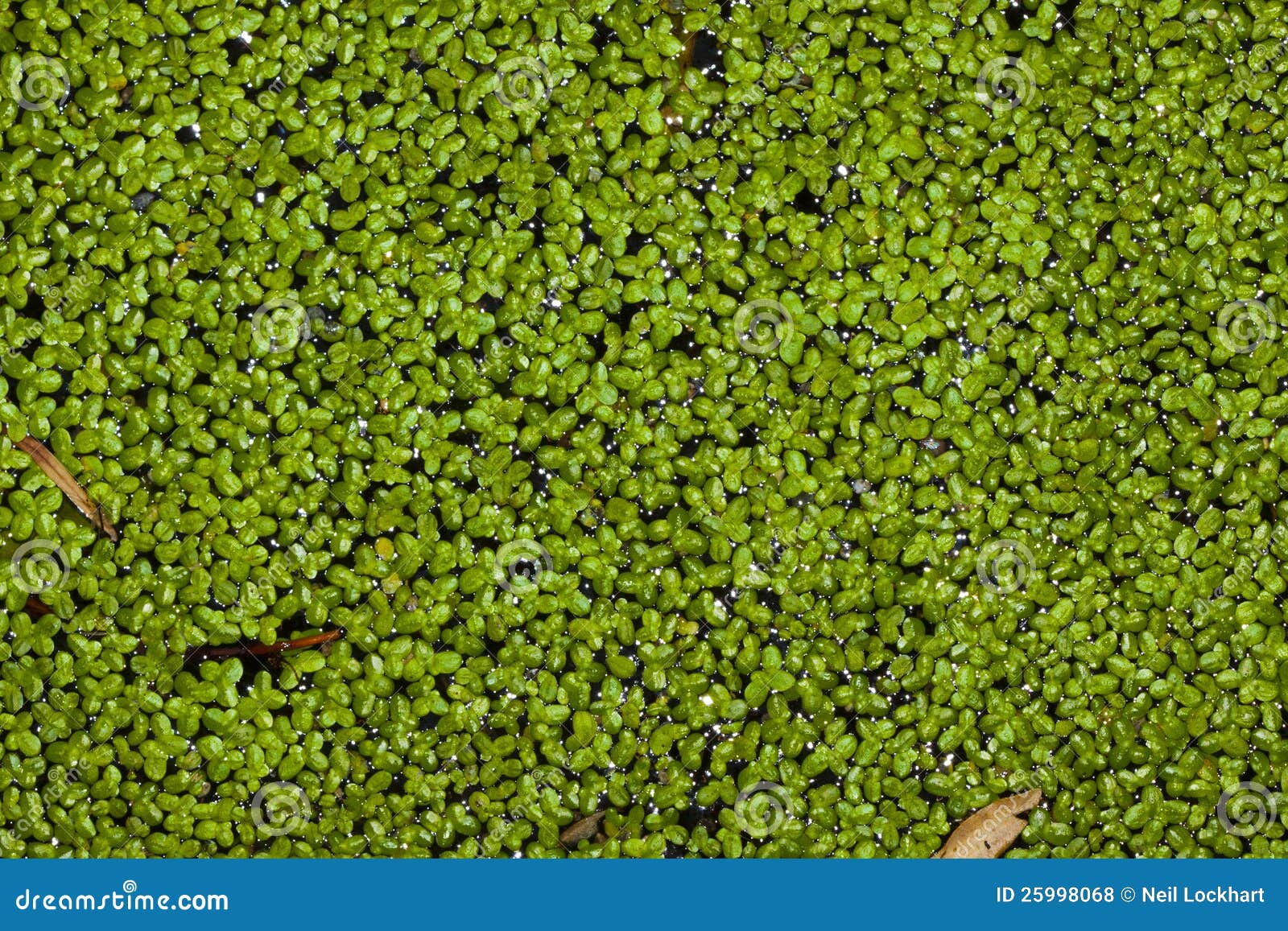 Green Algae Background stock photo. Image of tiny, algae - 25998068