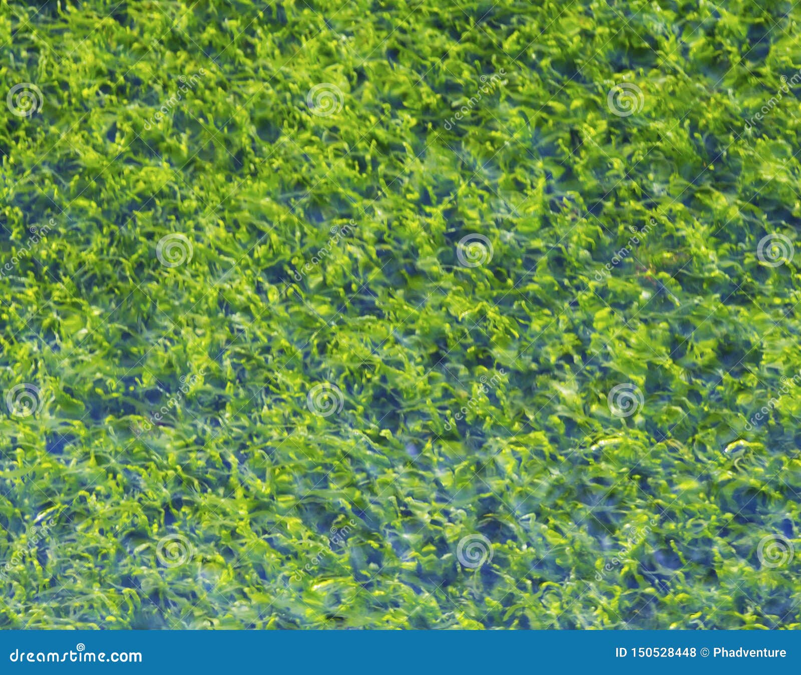 Green algae background stock photo. Image of environmental - 150528448
