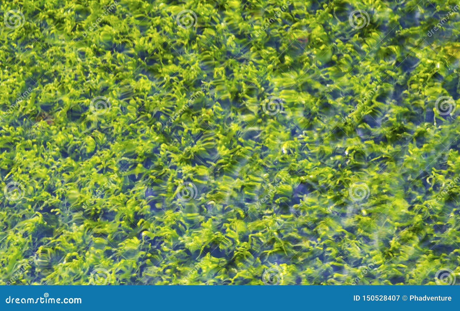 Green algae background stock image. Image of abstract - 150528407