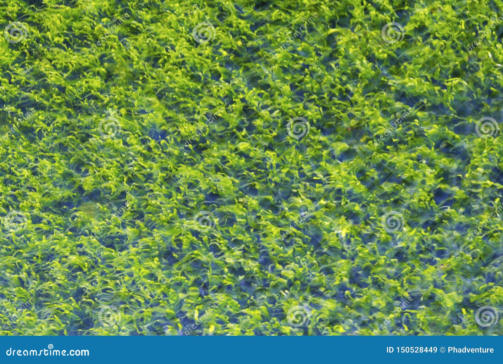 Green algae background stock image. Image of flora, area - 150528449