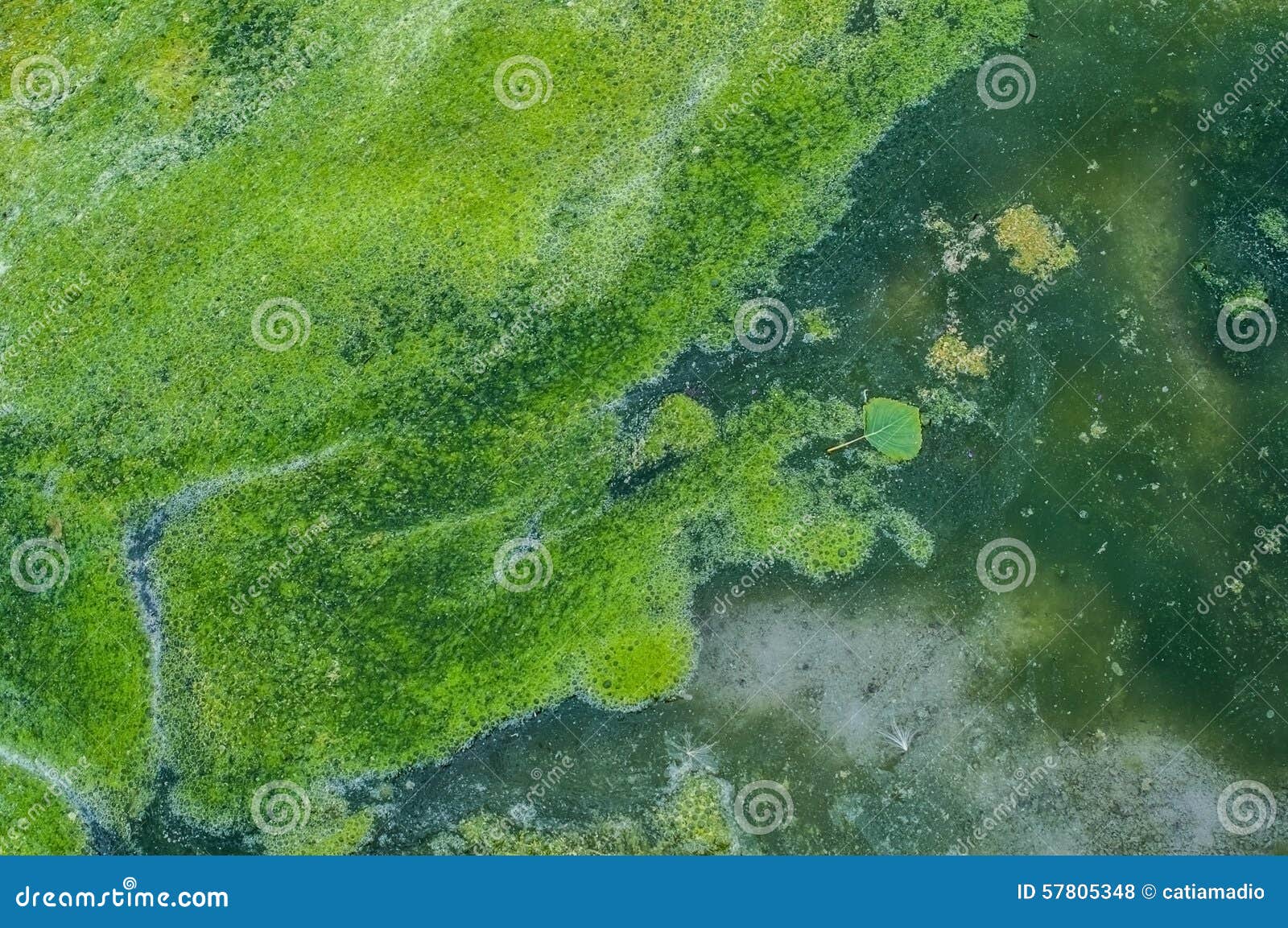 Green algae background stock photo. Image of algae, green - 57805348