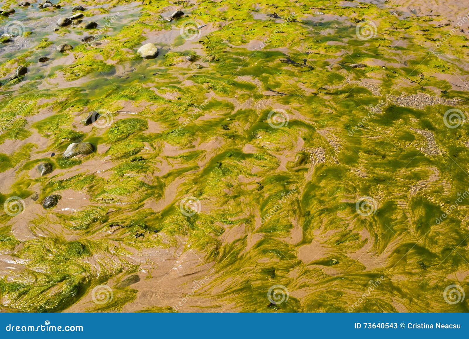 Green Algae on Barmouth Beach Stock Image - Image of organic, barmouth ...