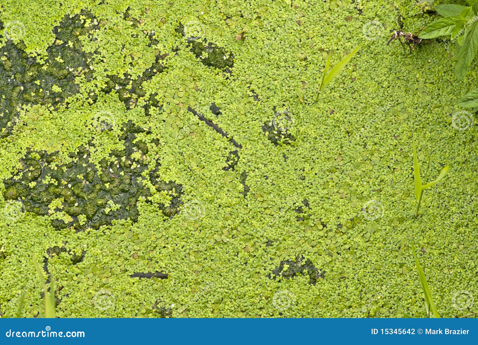 Green. Algae. Lichens. Moss. Tree Bark. Texture. Close-Up. Background ...
