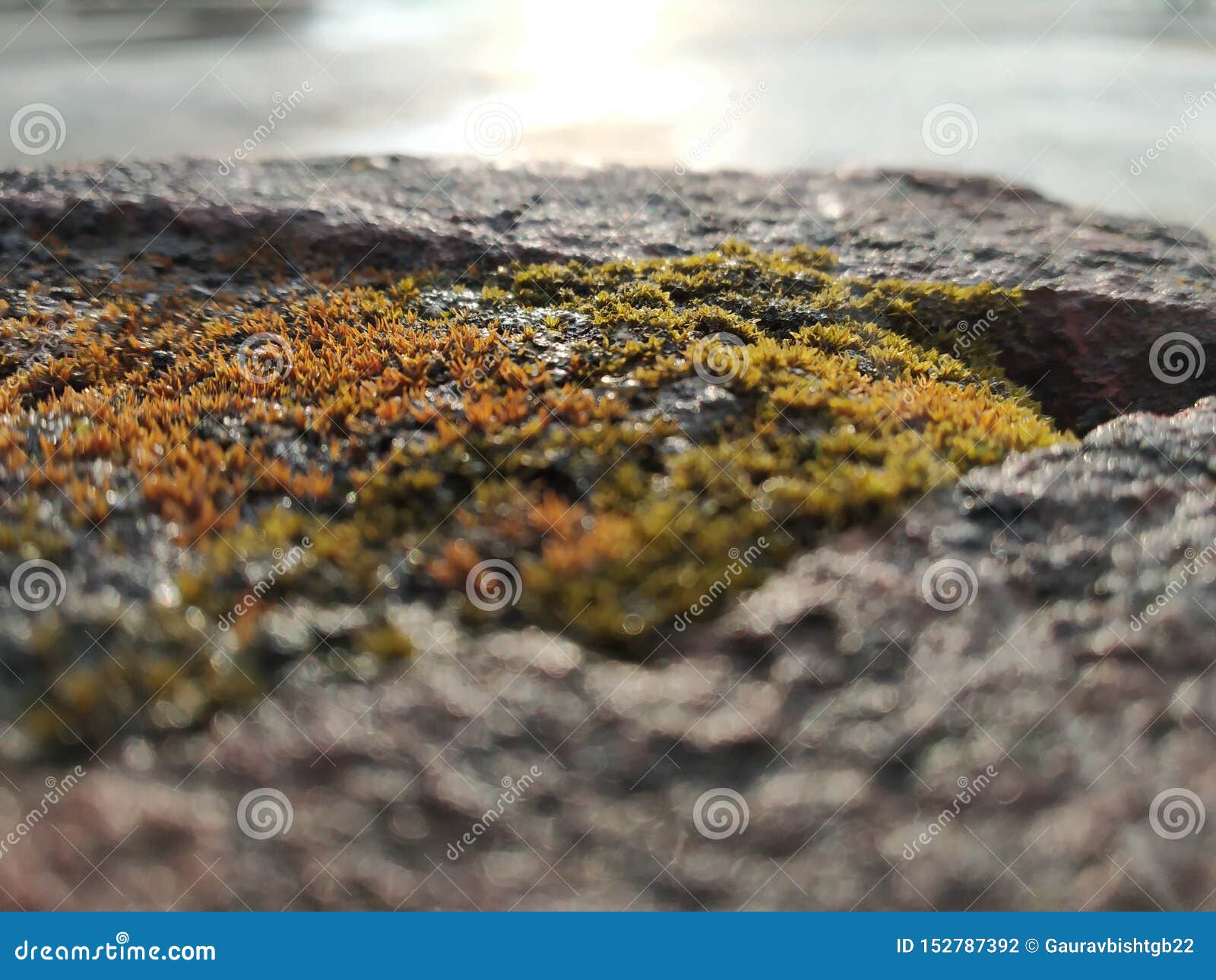Green algae on brick stock photo. Image of natural, atmosphere - 152787392
