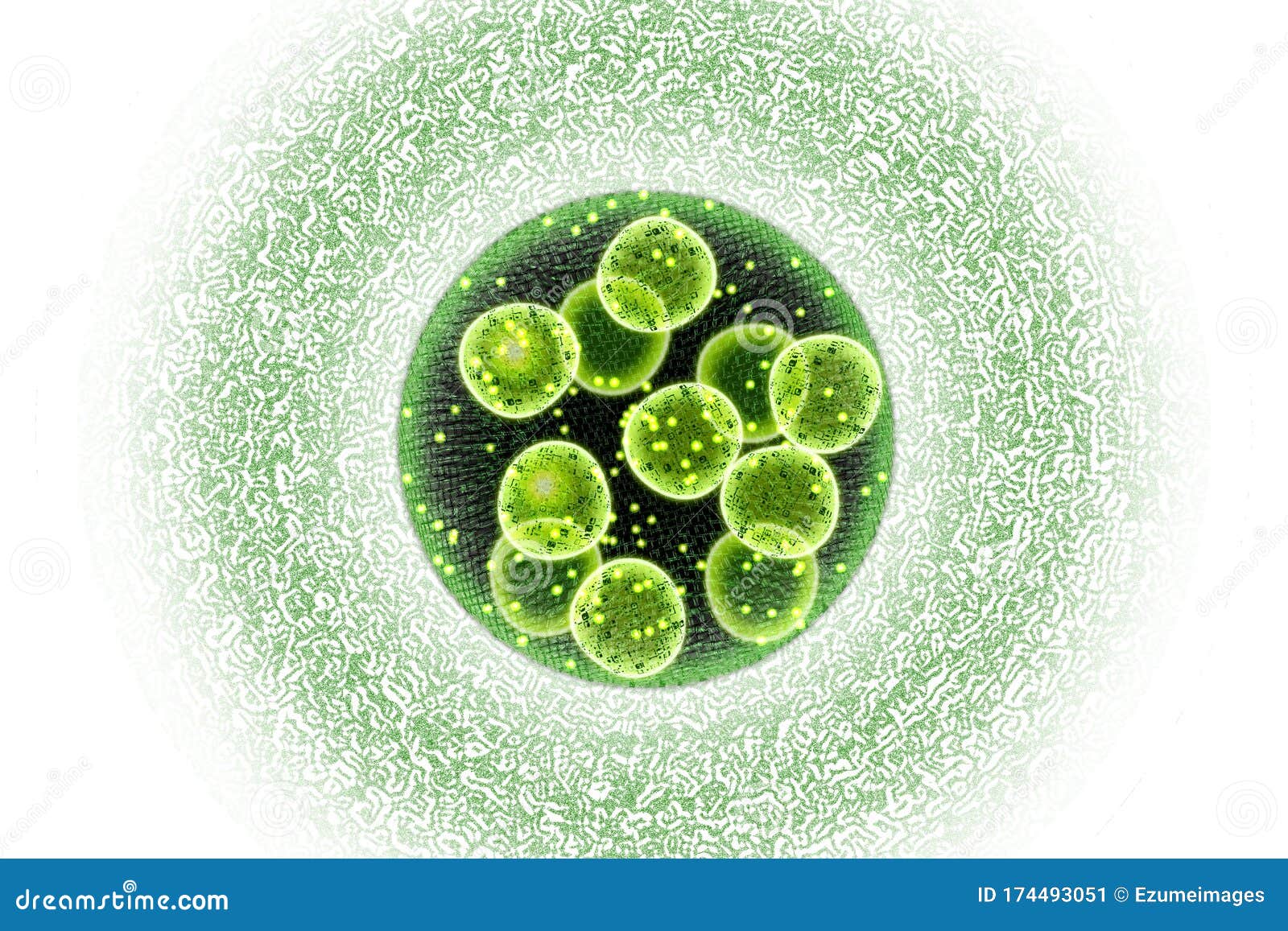 Green Algae Cells 3D Illustration Stock Illustration - Illustration of ...