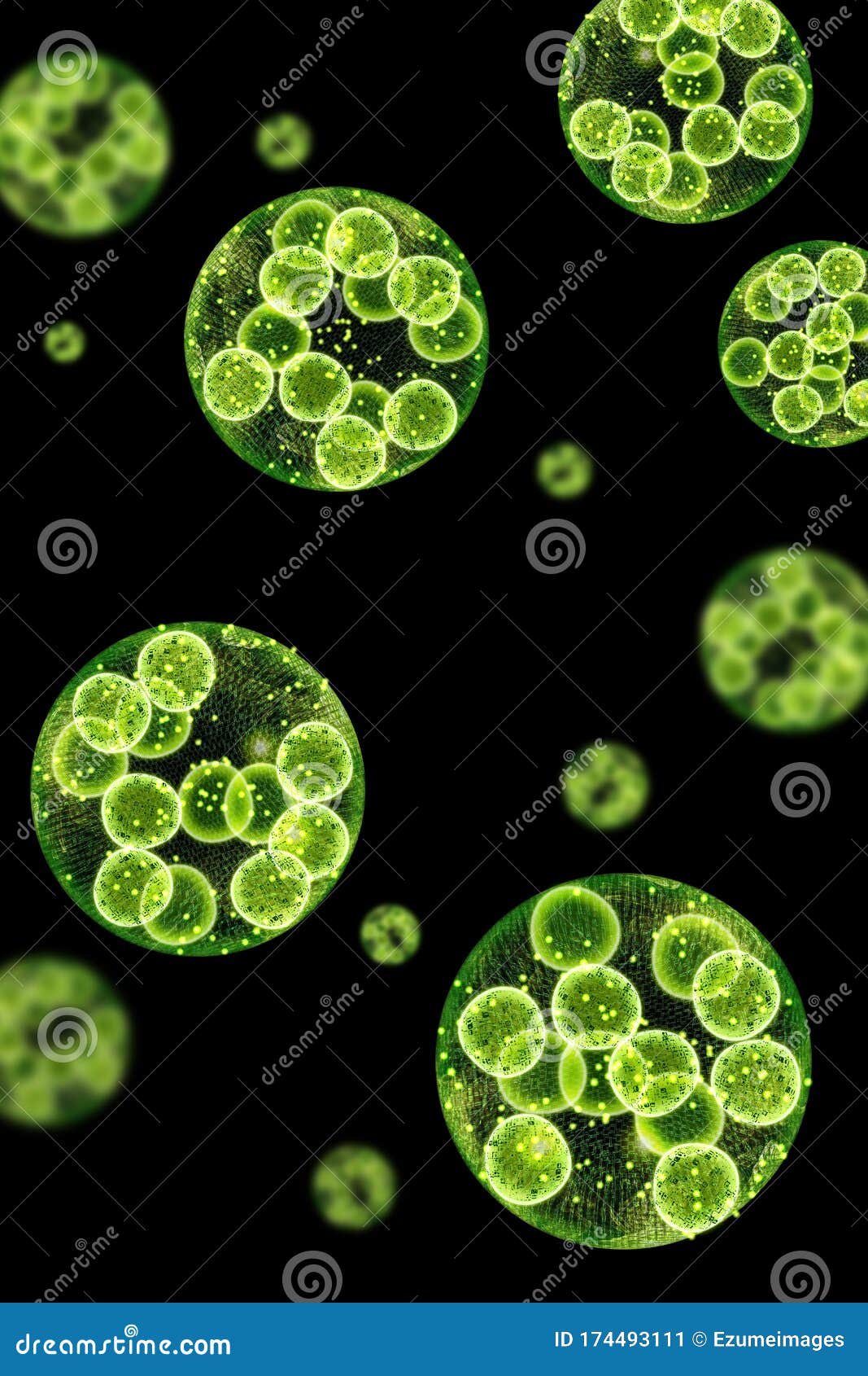 Green Algae Cells 3D Illustration Stock Illustration - Illustration of ...