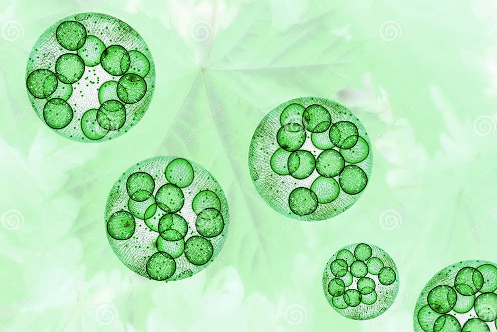 Green Algae Cells 3D Illustration Stock Illustration - Illustration of ...