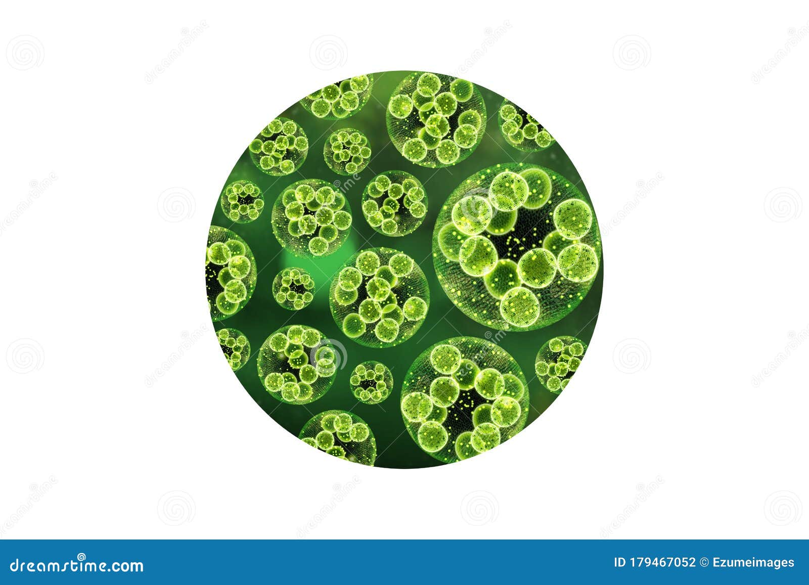 Green Algae Cells 3D Illustration Stock Illustration - Illustration of ...