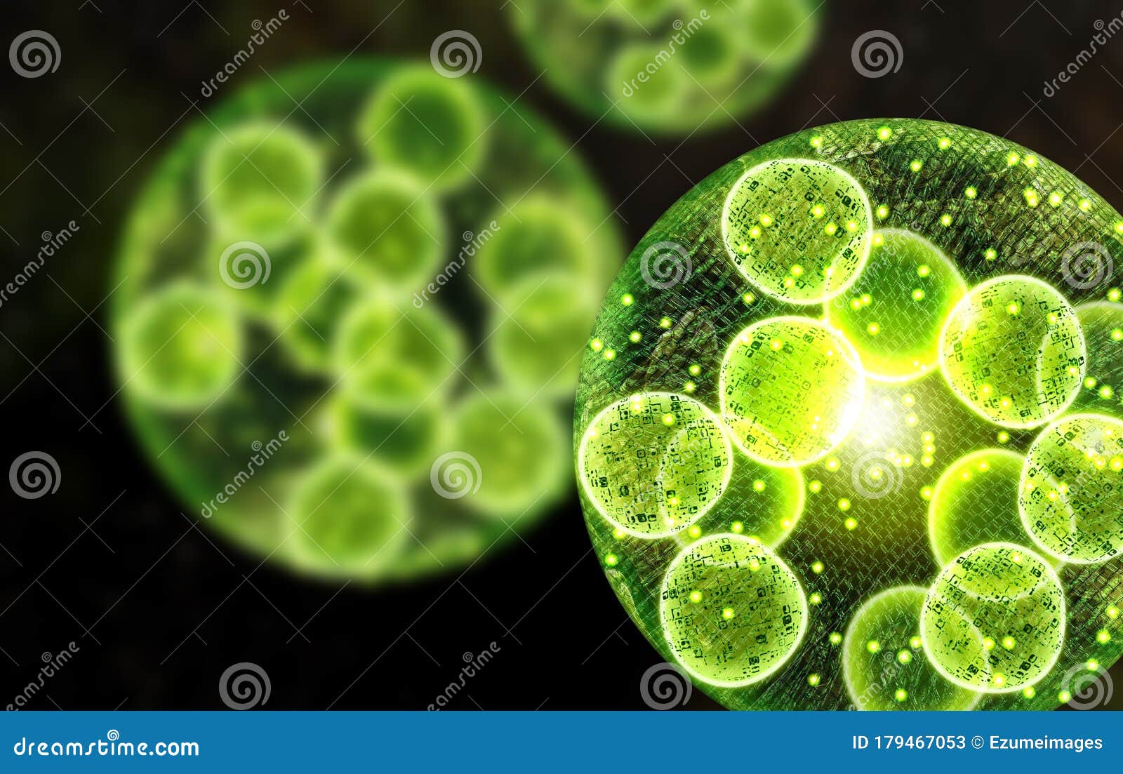 Green Algae Cell