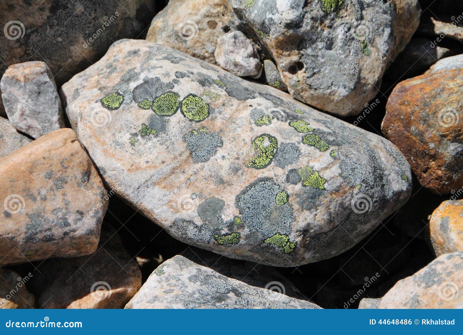 Green Algae Circles on Rock Stock Photo - Image of stone, rock: 44648486