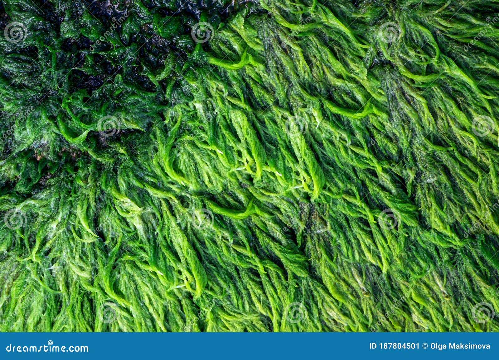Green Algae Close Up Covered Granite Boulder in a Riverbed. Swamp Algae ...