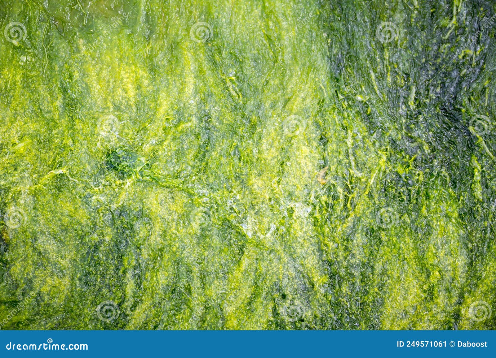 Green Algae close up view stock image. Image of lake - 249571061
