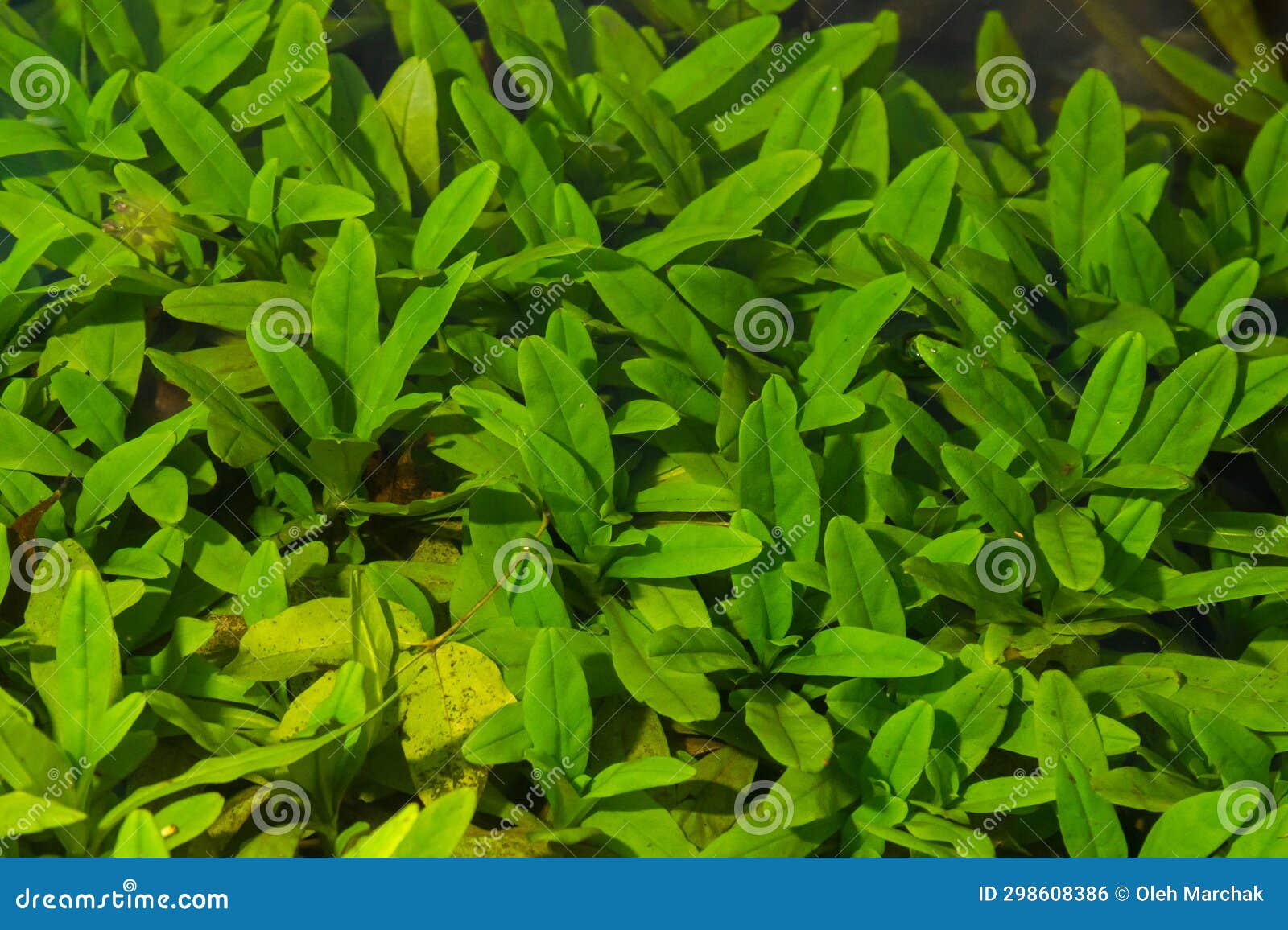 Green Algae Covered Granite Boulder in a Riverbed. Background and ...