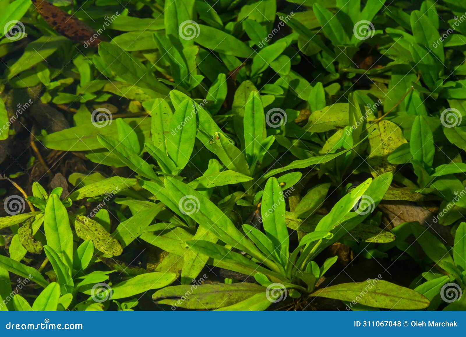 Green Algae Covered Granite Boulder in a Riverbed. Background and ...