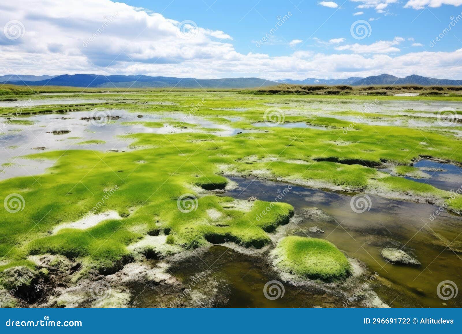 Green Algae-covered Hot Springs in a Marsh Stock Photo - Image of ...