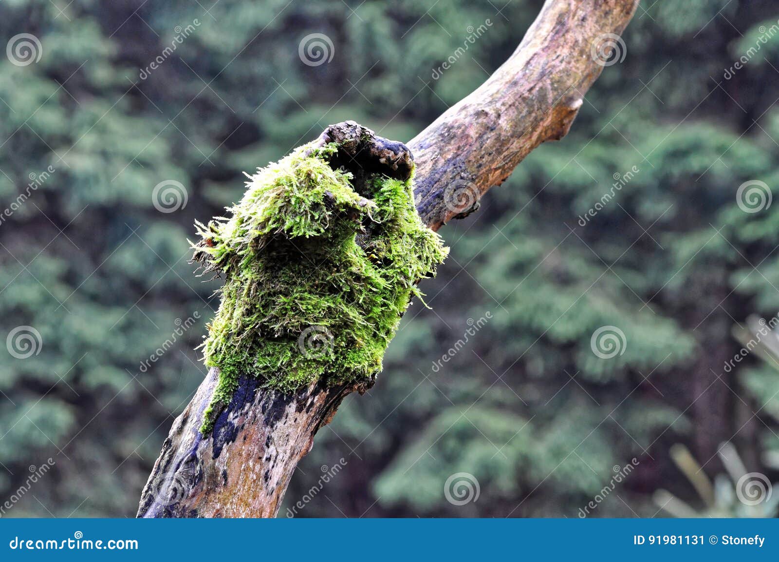 Green Algae in the Cut Portion of the Tree Stock Image - Image of ...