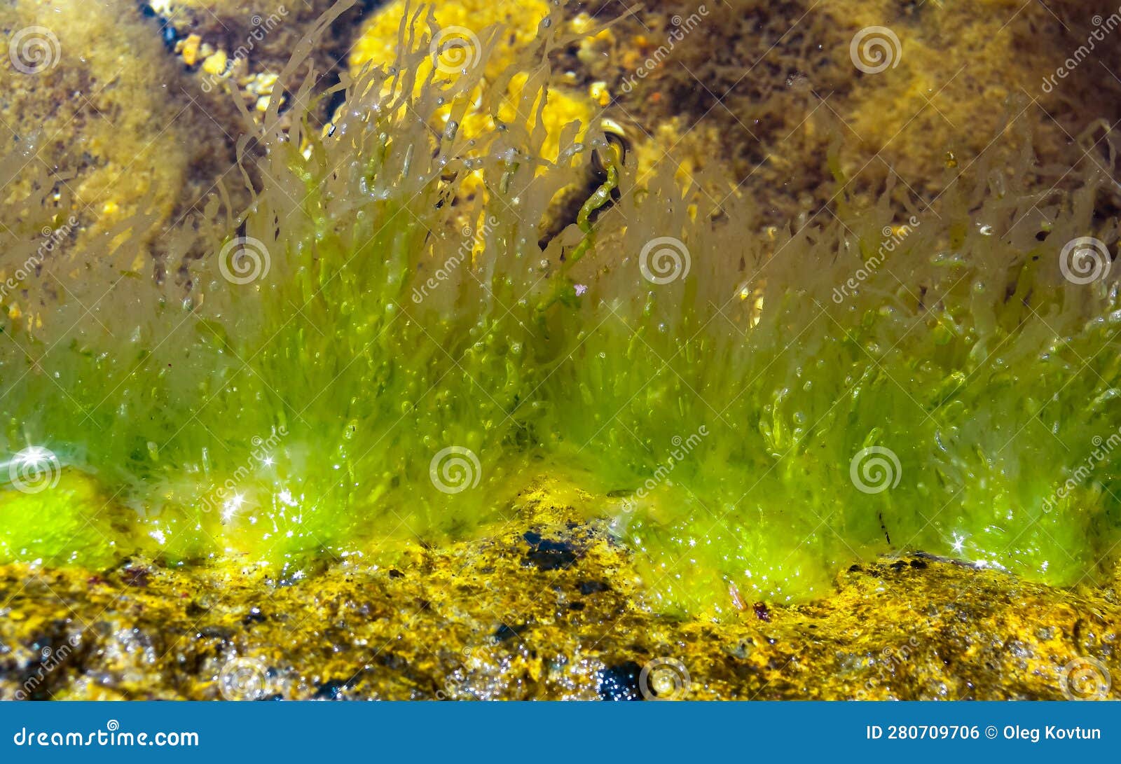 Green Algae Enteromorpha Sp. (Ulva) on a Stone at Low Tide, Black Sea ...