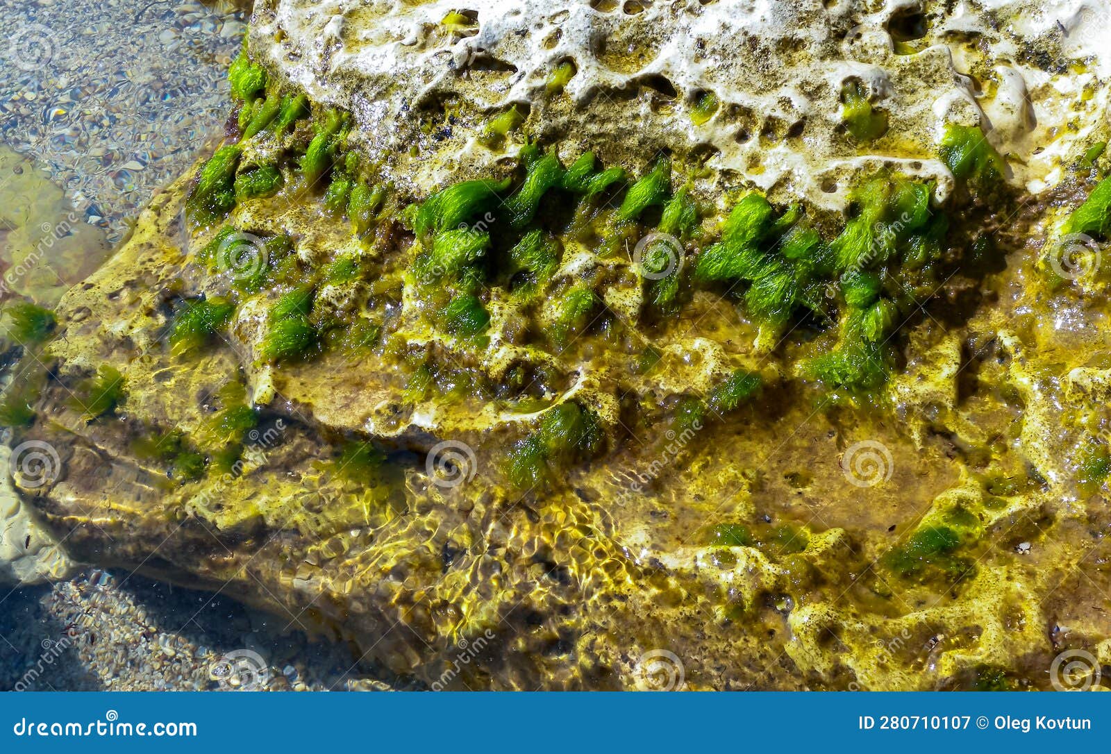 Green Algae Enteromorpha Sp. (Ulva) on a Stone at Low Tide, Black Sea ...