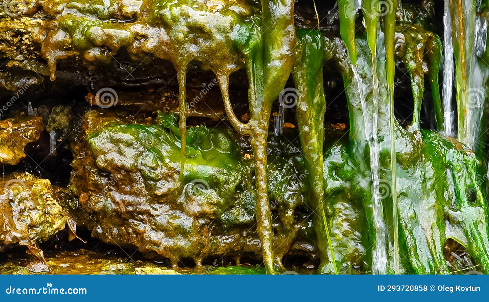 Green Algae (Enteromorpha, Ulva) Grows in a Small Waterfall with Salt ...