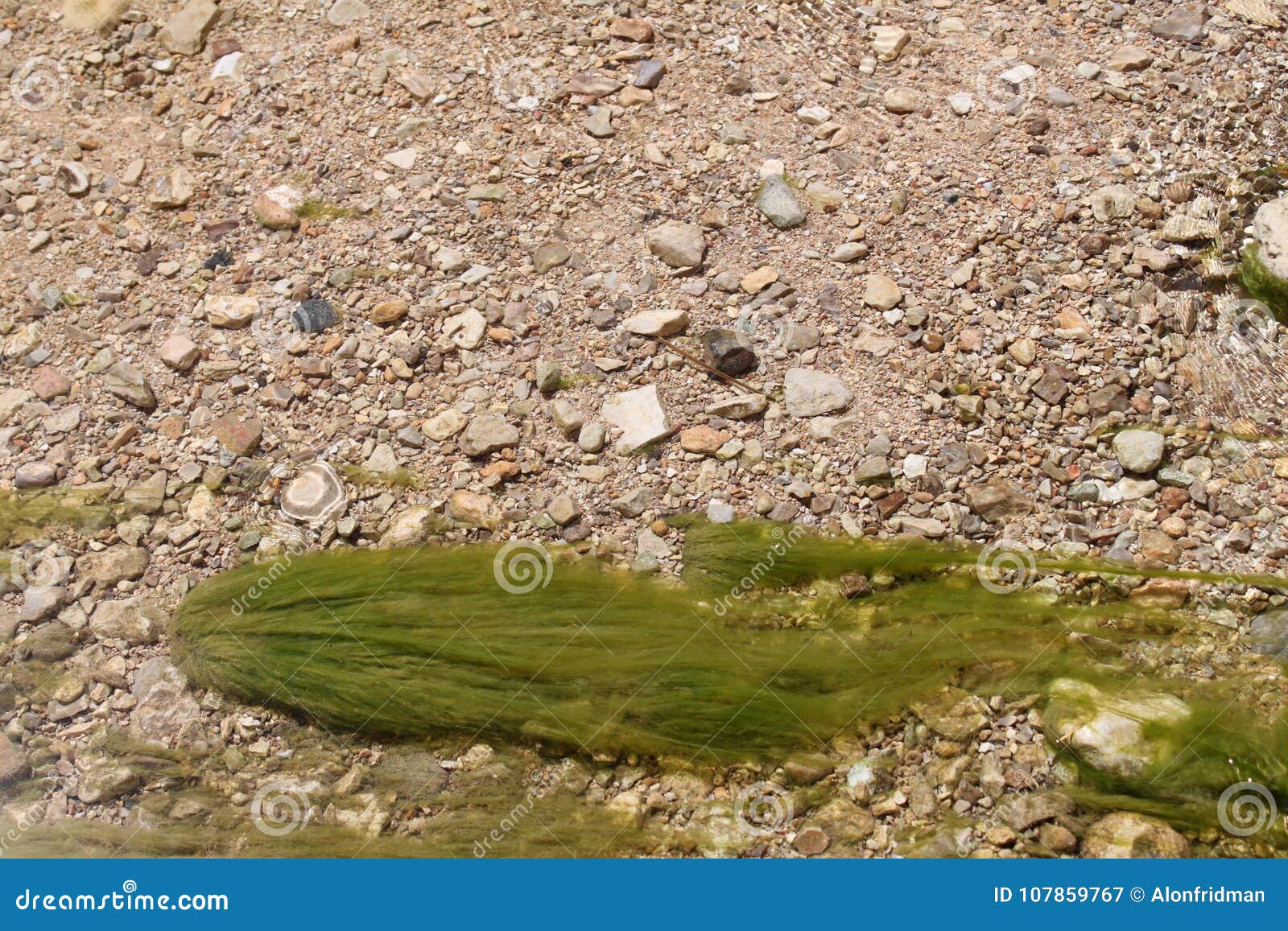 Green Algae in the Water stock image. Image of organism - 107859767