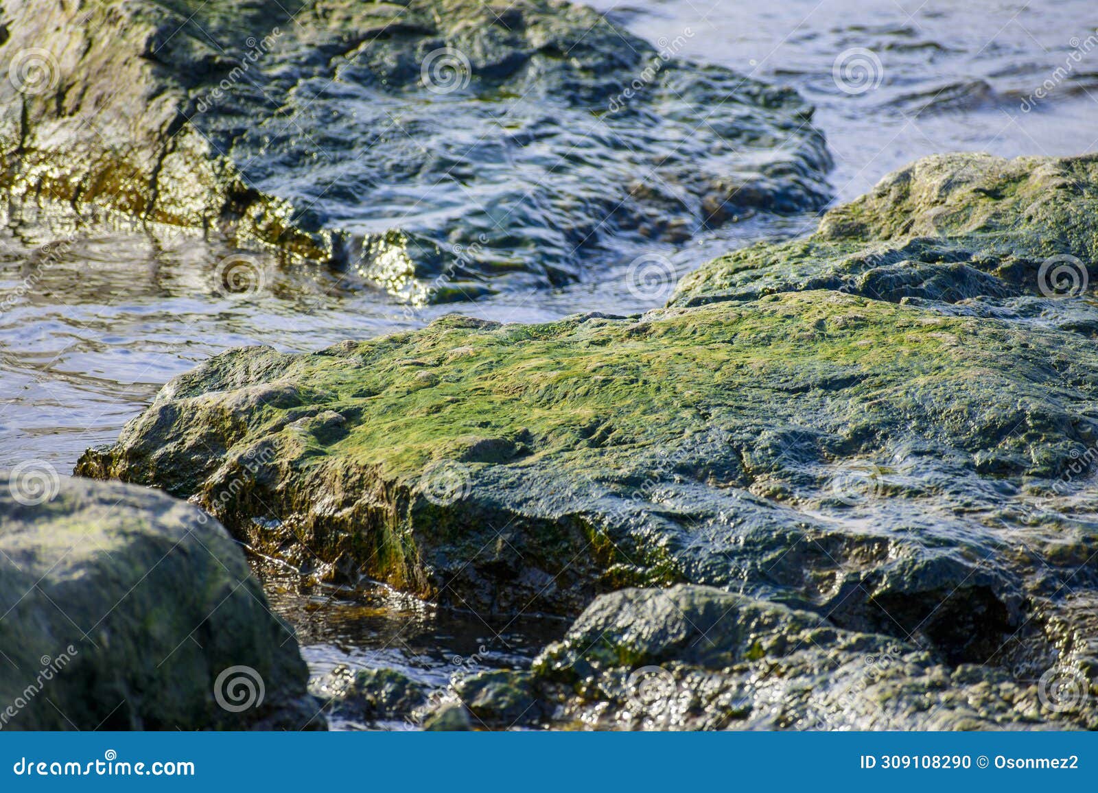 Green Algae Formed on Rocks in the Sea Stock Photo - Image of heaven ...