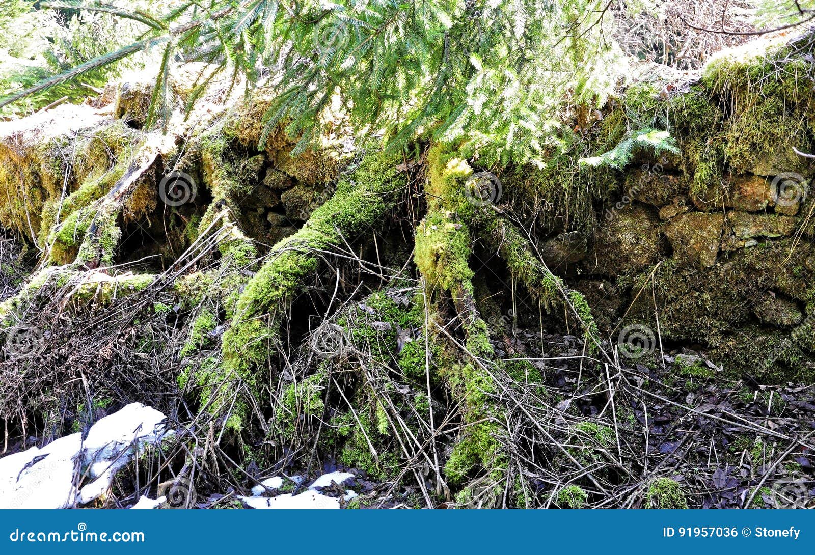Green Algae Formed in the Roots Stock Photo - Image of plants, grass ...