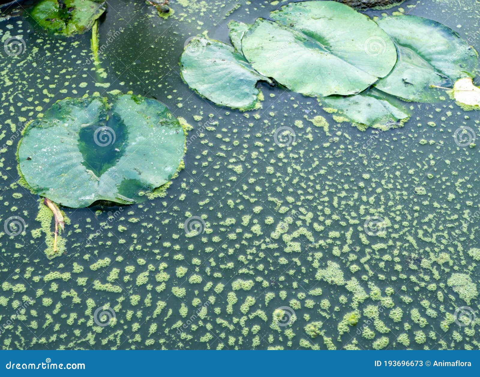 Green Algae in the Garden Pond Stock Image - Image of nature, danger ...