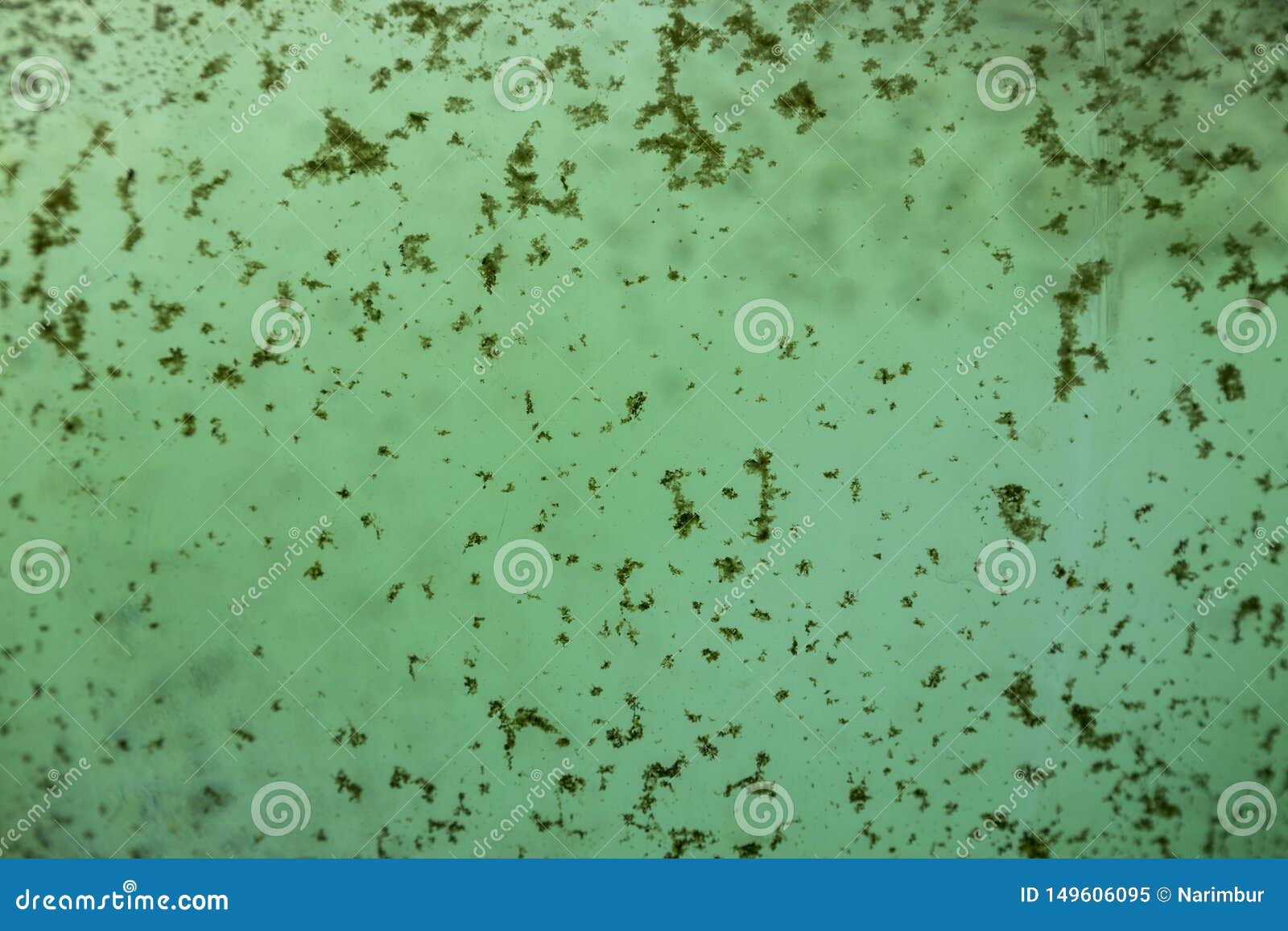 Green Algae on a Glass Plate Stock Image - Image of plate, abstract ...