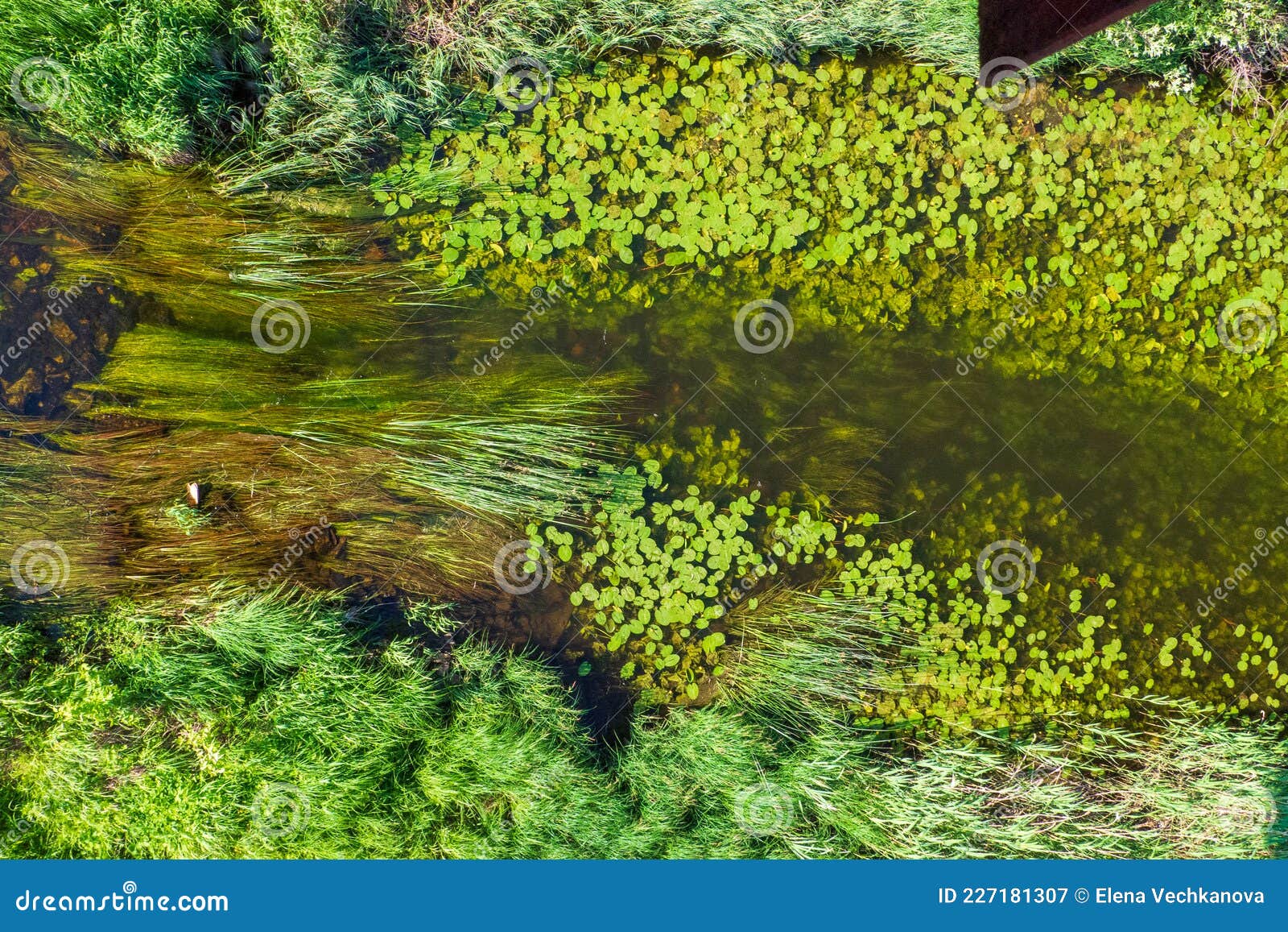 Green Algae, Grass, Water Lilies Float In A Transparent River ...