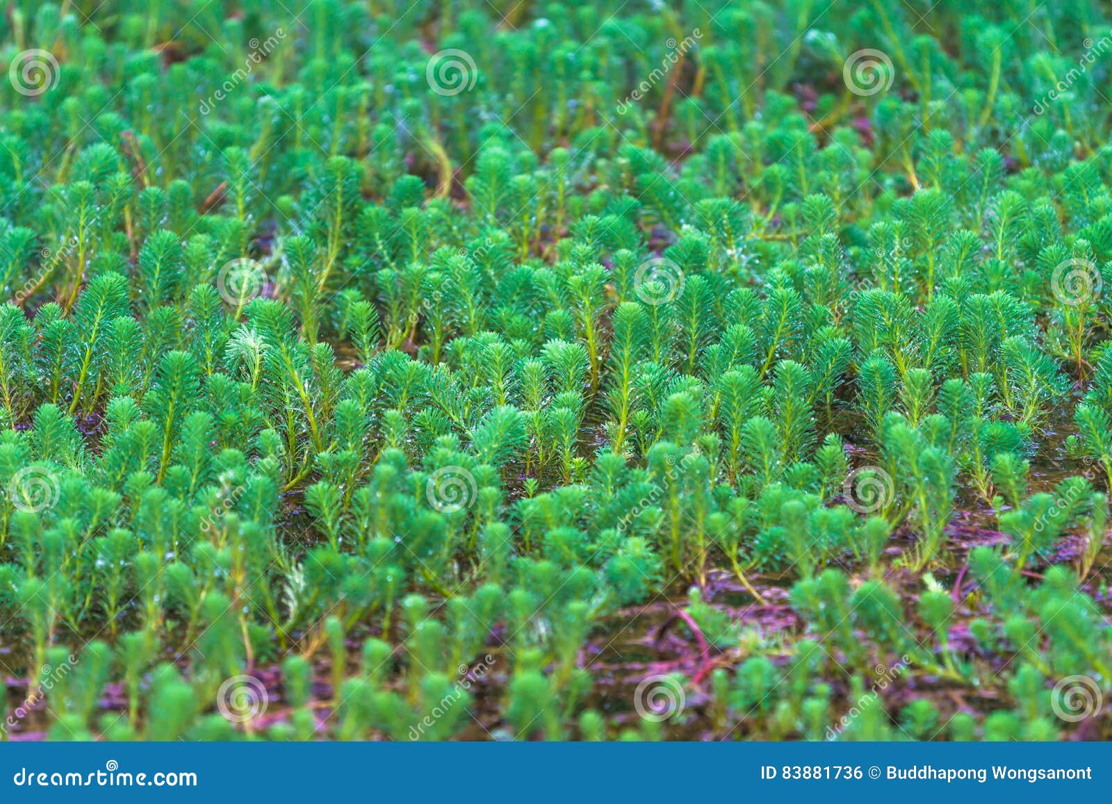 Green Algae Growing on the Lake. Stock Photo - Image of bloom, plant ...