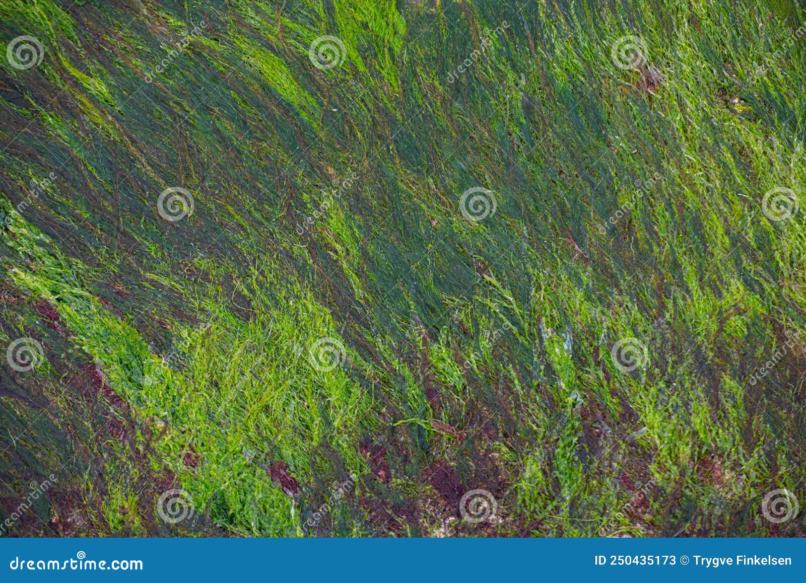 Green Algae Growing on a Metal Plate.. Stock Image - Image of beauty ...