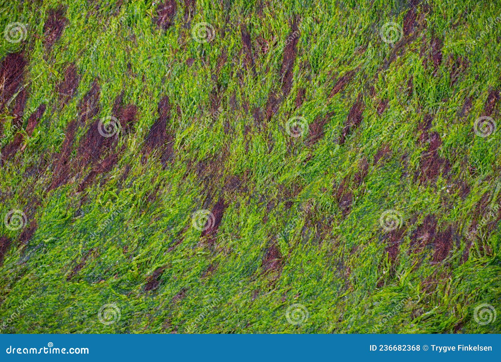 Green Algae Growing on a Metal Plate.. Stock Photo - Image of grass ...