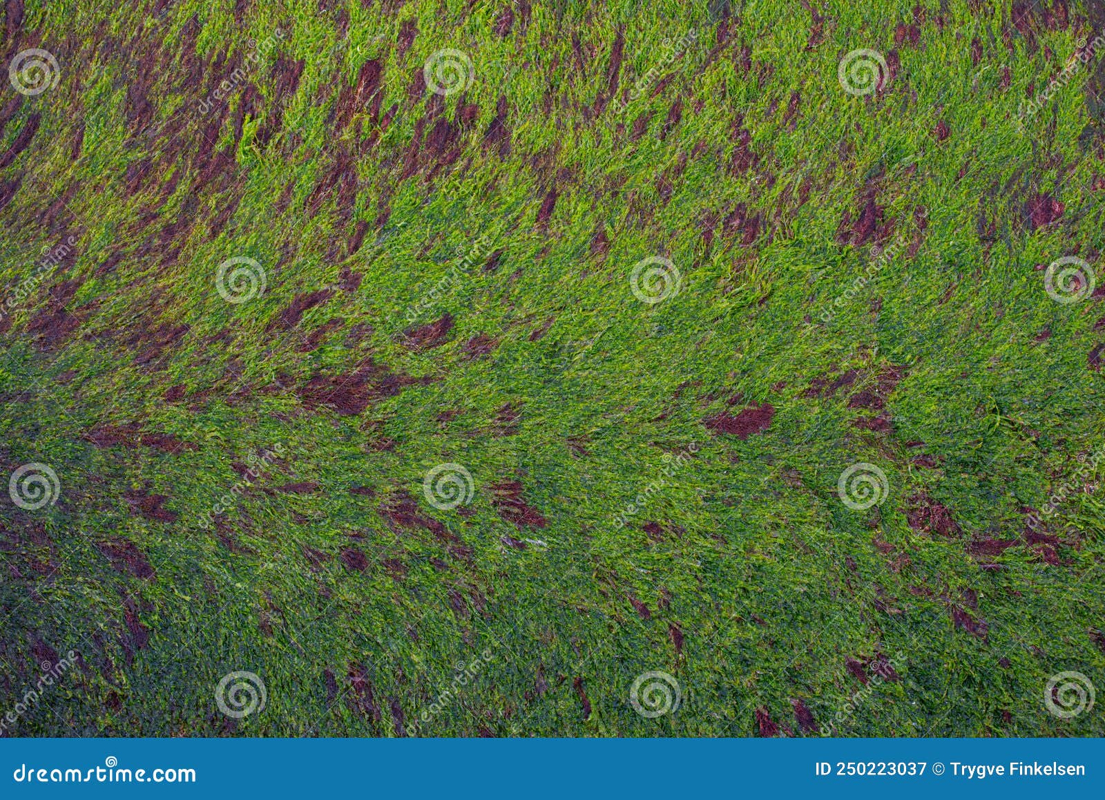 Green Algae Growing on a Metal Plate.. Stock Image - Image of blue ...