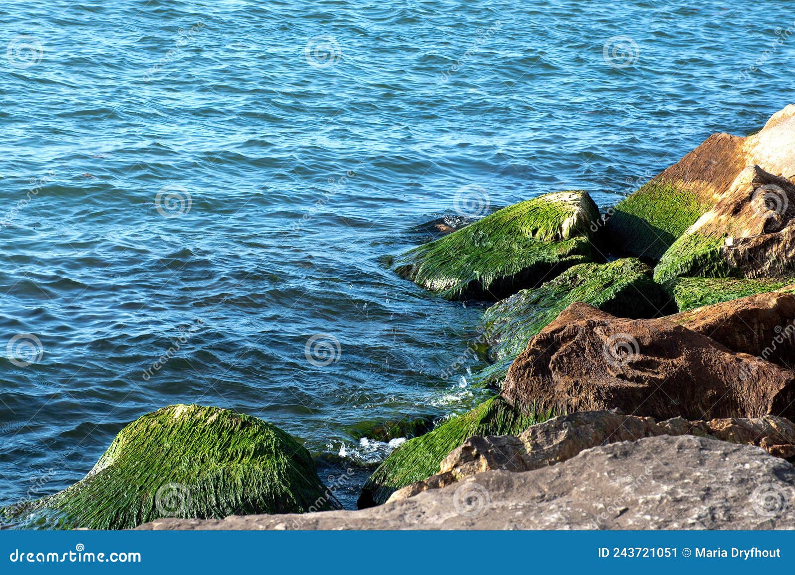 Green Algae on Beach Rocks stock image. Image of rock - 243721051
