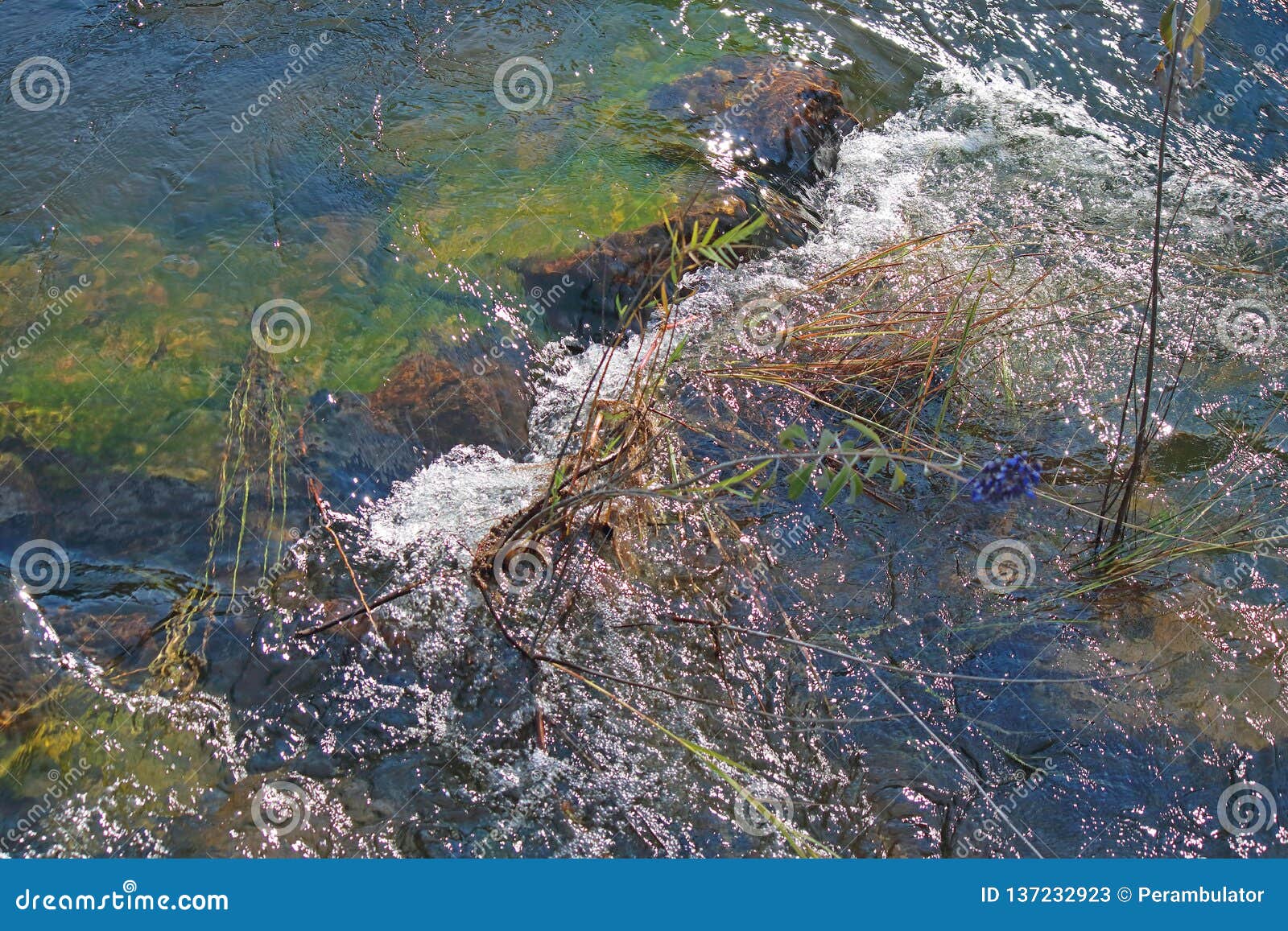 GREEN ALGAE GROWING on ROCKS UNDER WATER Stock Image - Image of flowing ...