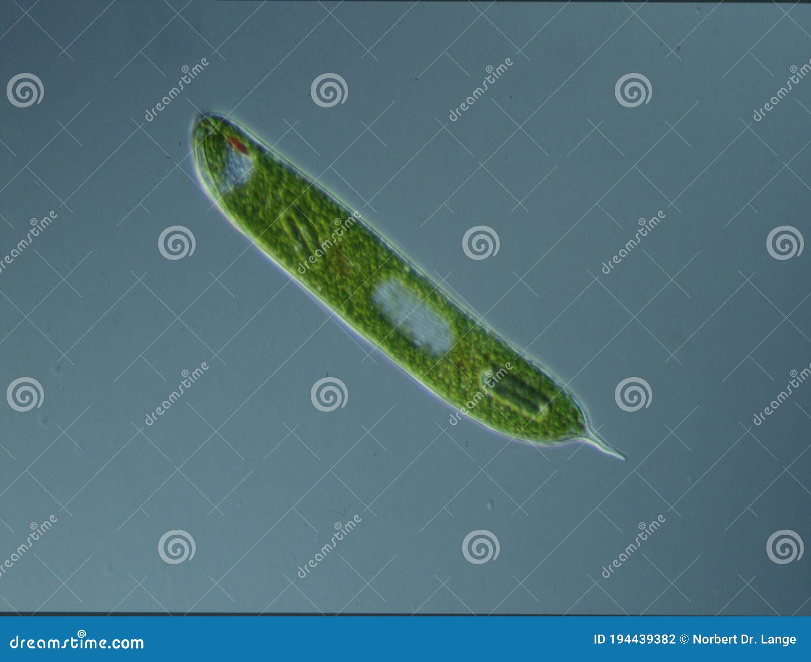 Green Algae at High Magnification Stock Photo - Image of plants, algae ...