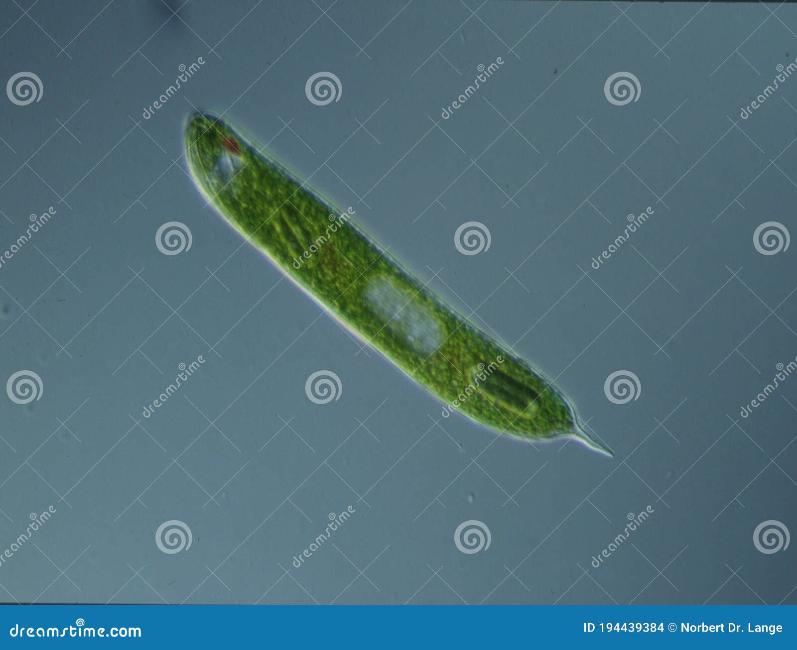 Green Algae at High Magnification Stock Photo - Image of microscopy ...