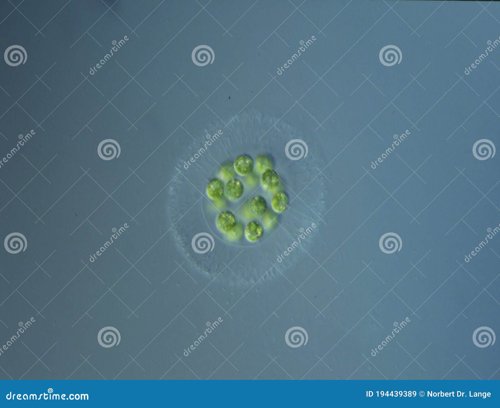 Green Algae at High Magnification Stock Image - Image of magnification ...