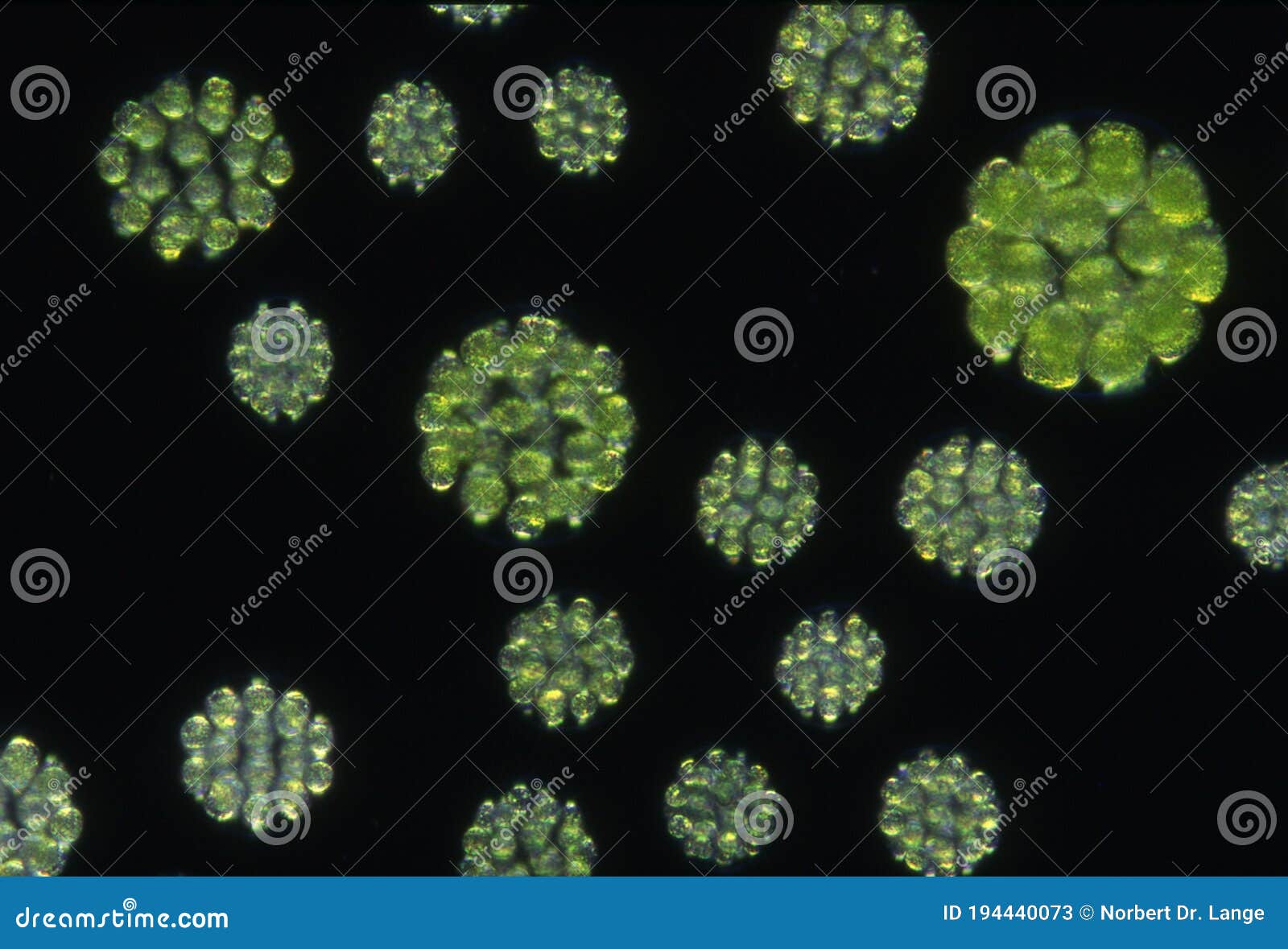 Green Algae at High Magnification Stock Image - Image of float, biology ...