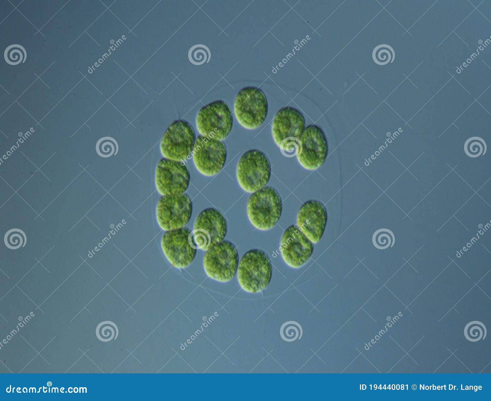 Green Algae at High Magnification Stock Image - Image of swimming ...