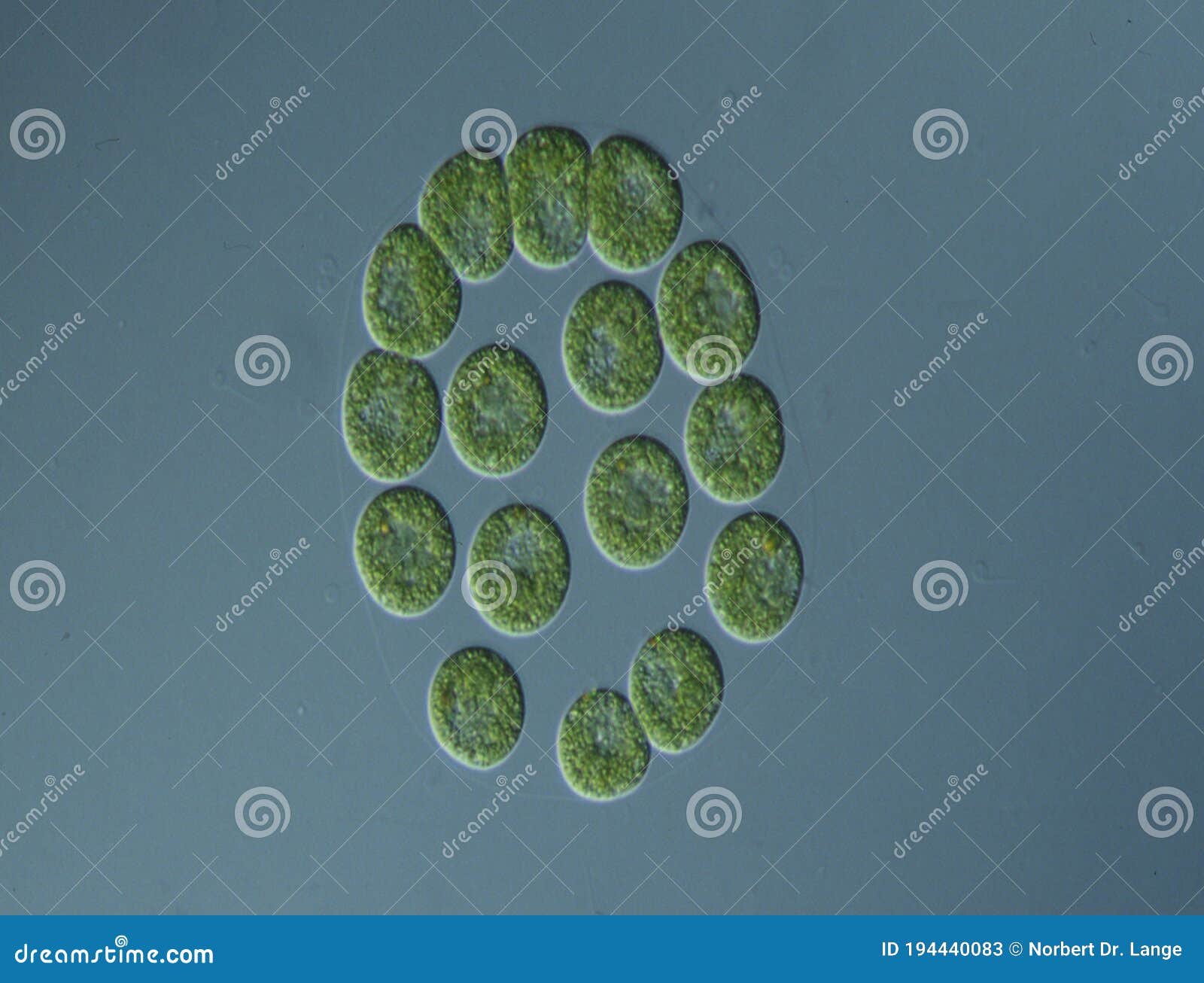 Green Algae at High Magnification Stock Image - Image of microorganisms ...